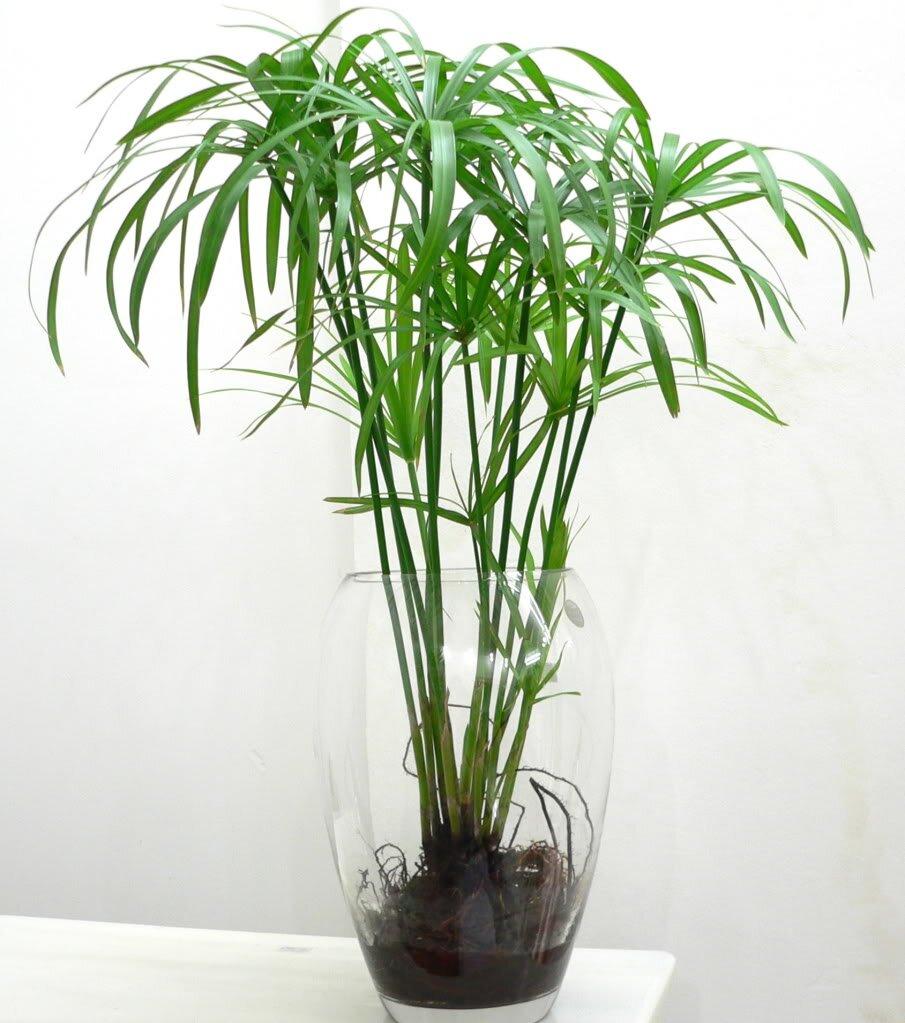 15 mẹo phong thủy trồng cây trúc cảnh: Chặn tà ma, vượng tài lộc - Giải ...