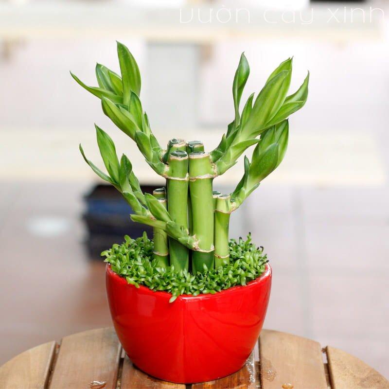 15 mẹo phong thủy trồng cây trúc cảnh: Chặn tà ma, vượng tài lộc - Giải ...