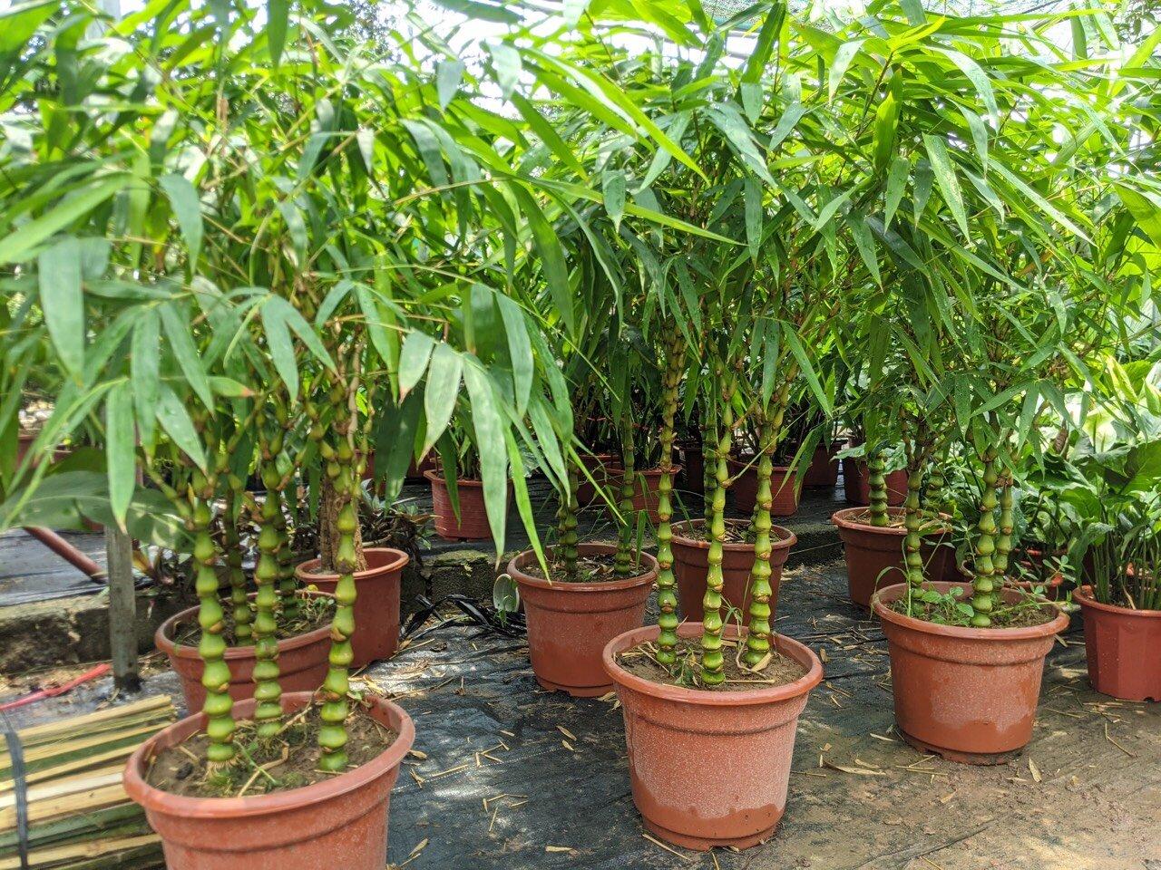 15 mẹo phong thủy trồng cây trúc cảnh: Chặn tà ma, vượng tài lộc - Giải ...